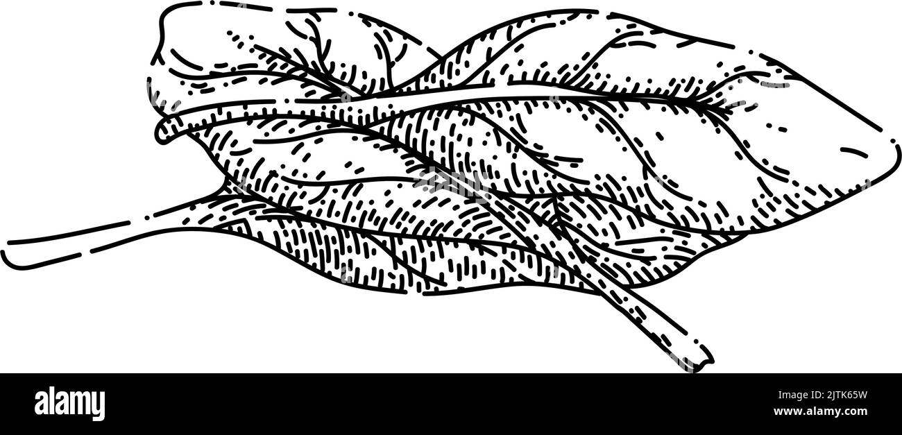 spinach leaf green sketch hand drawn vector Stock Vector Image & Art ... spinach leaf green sketch hand drawn vector Stock Vector Image & Art ...