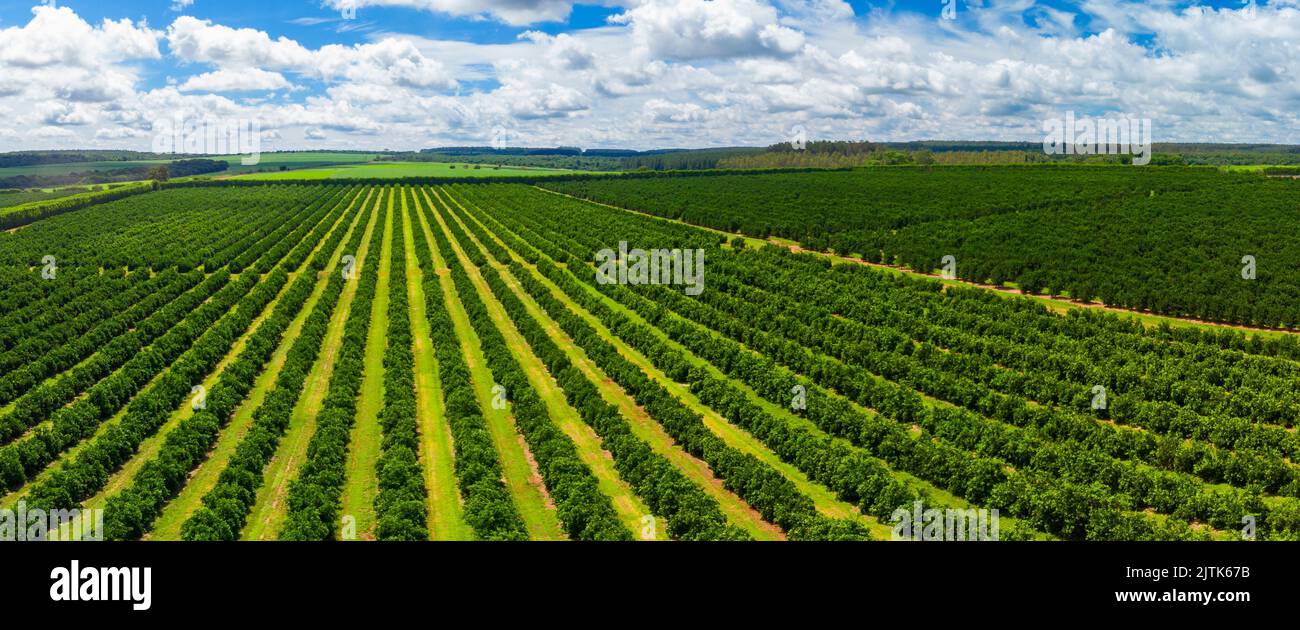 Aerial views over top of rows of orange trees in plantation Stock Photo ...