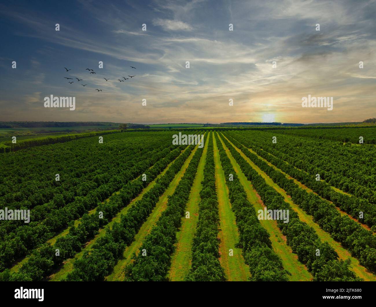 Aerial views over top of rows of orange trees in plantation Stock Photo ...