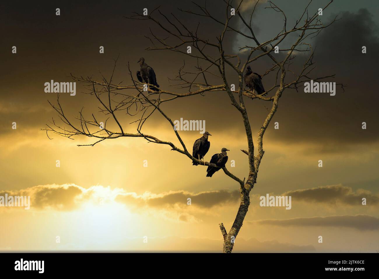 Black vultures perched on tree hi-res stock photography and images - Alamy