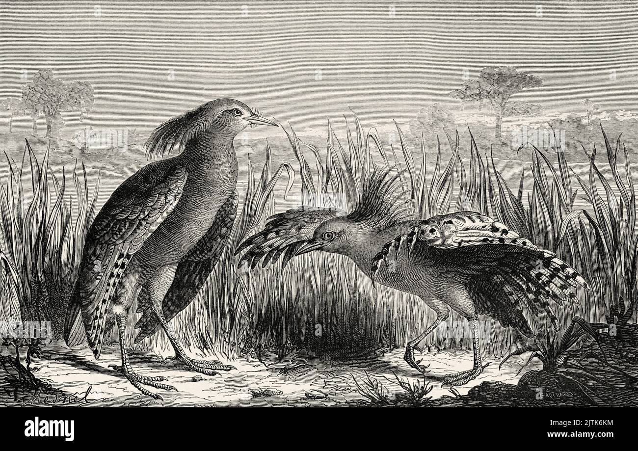 The kagu or cagou (Rhynochetos jubatus) is a crested, long-legged, and ...