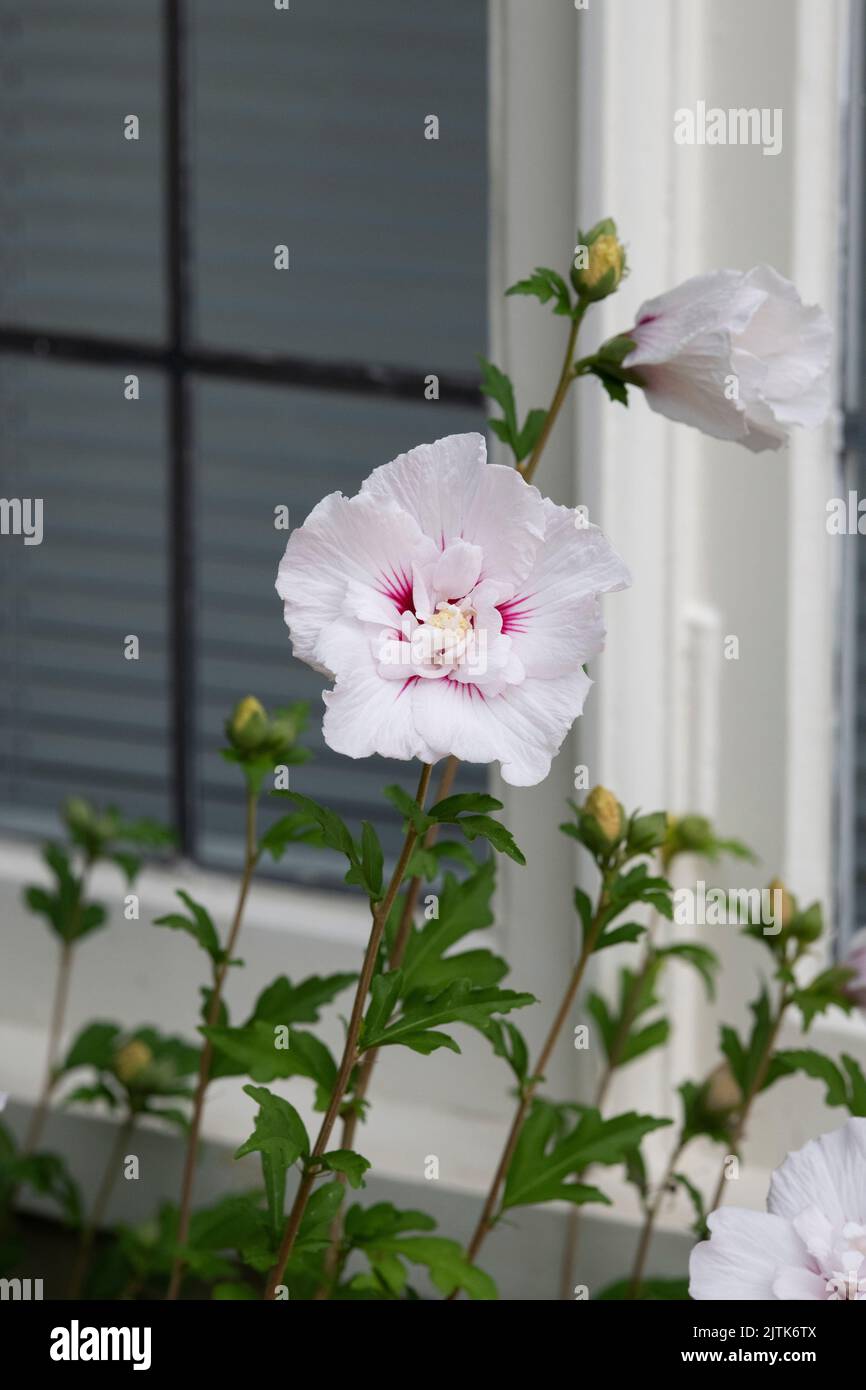 Hibiscus syriacus 'China Chiffon'. Rose of Sharon Flower Stock Photo ...