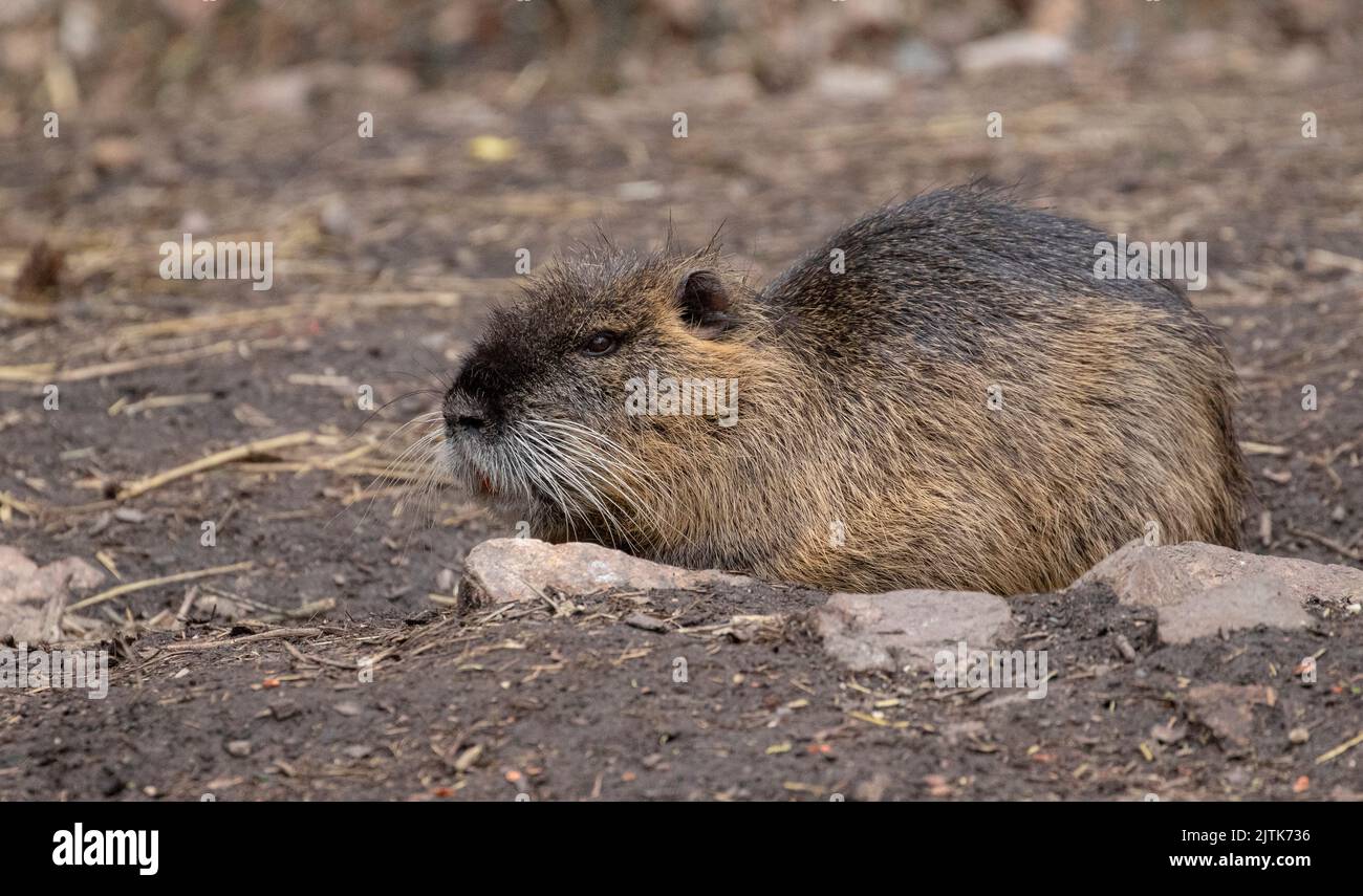 coypu; Male Nutria; Nutria; Nutria near water; big rat Nutria; Nutria ...