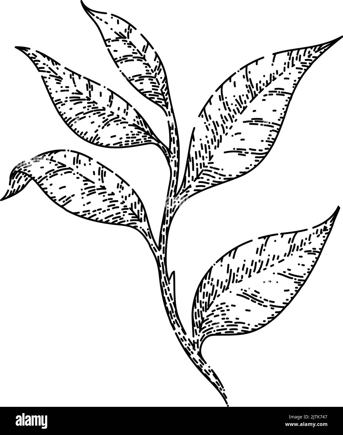 Antioxidant drop Black and White Stock Photos & Images - Alamy