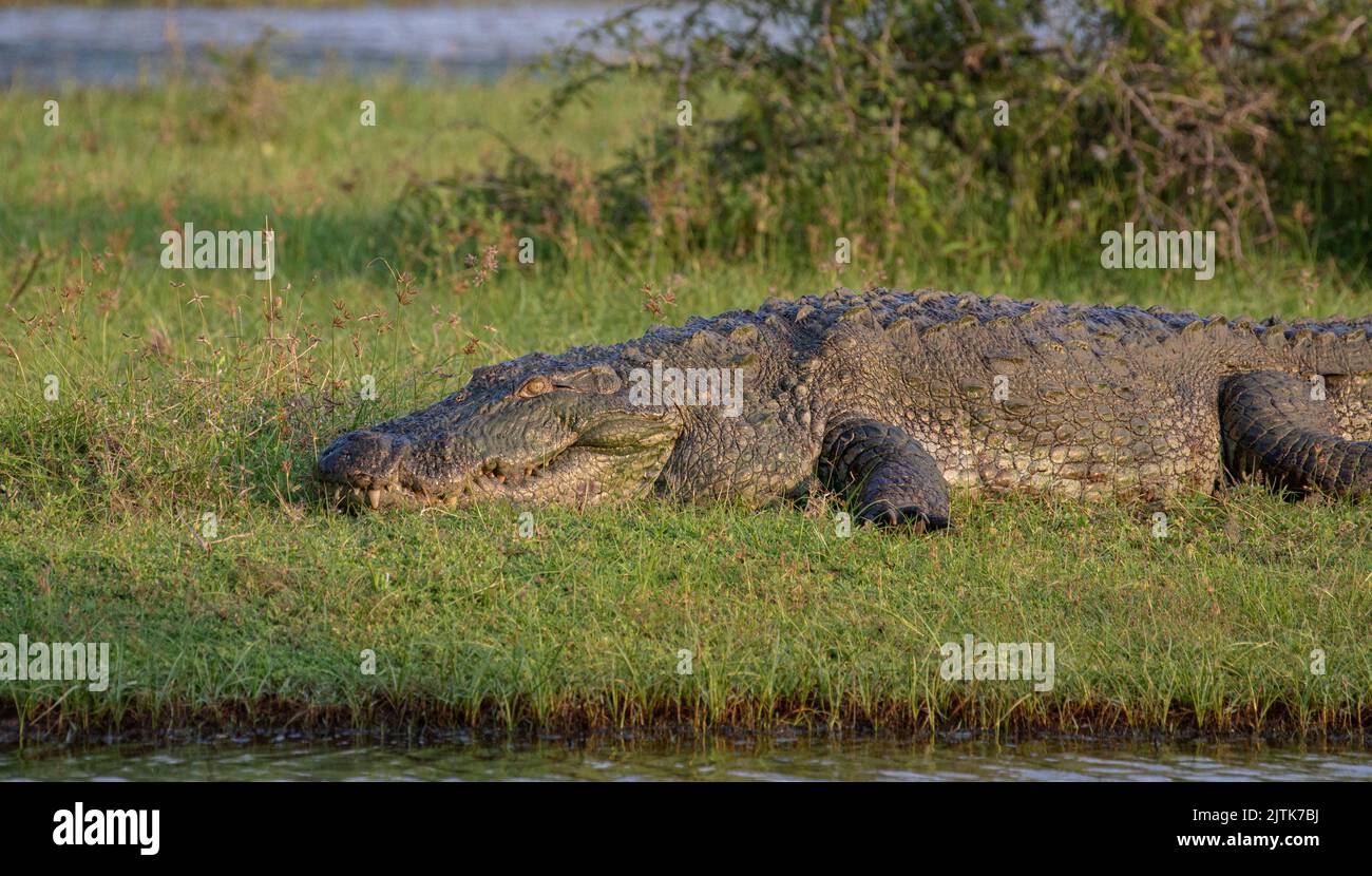 Crocodile on a rock; Crocodile resting on a rock; crocodile on the ...