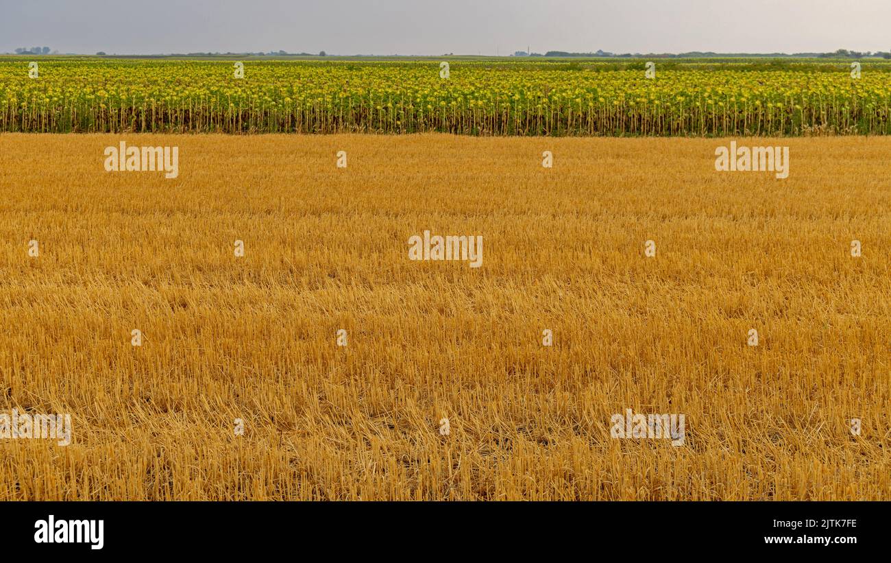 Harvested crop field hi-res stock photography and images - Alamy