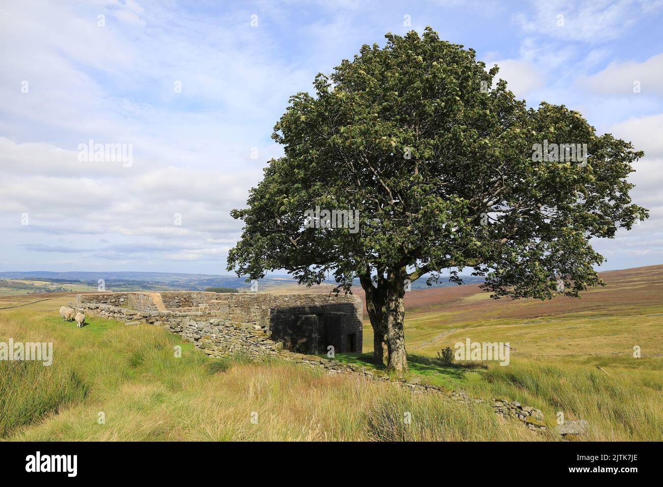 Ruined Top Withins Farm, reached via the Bronte Way, thought to be the ...