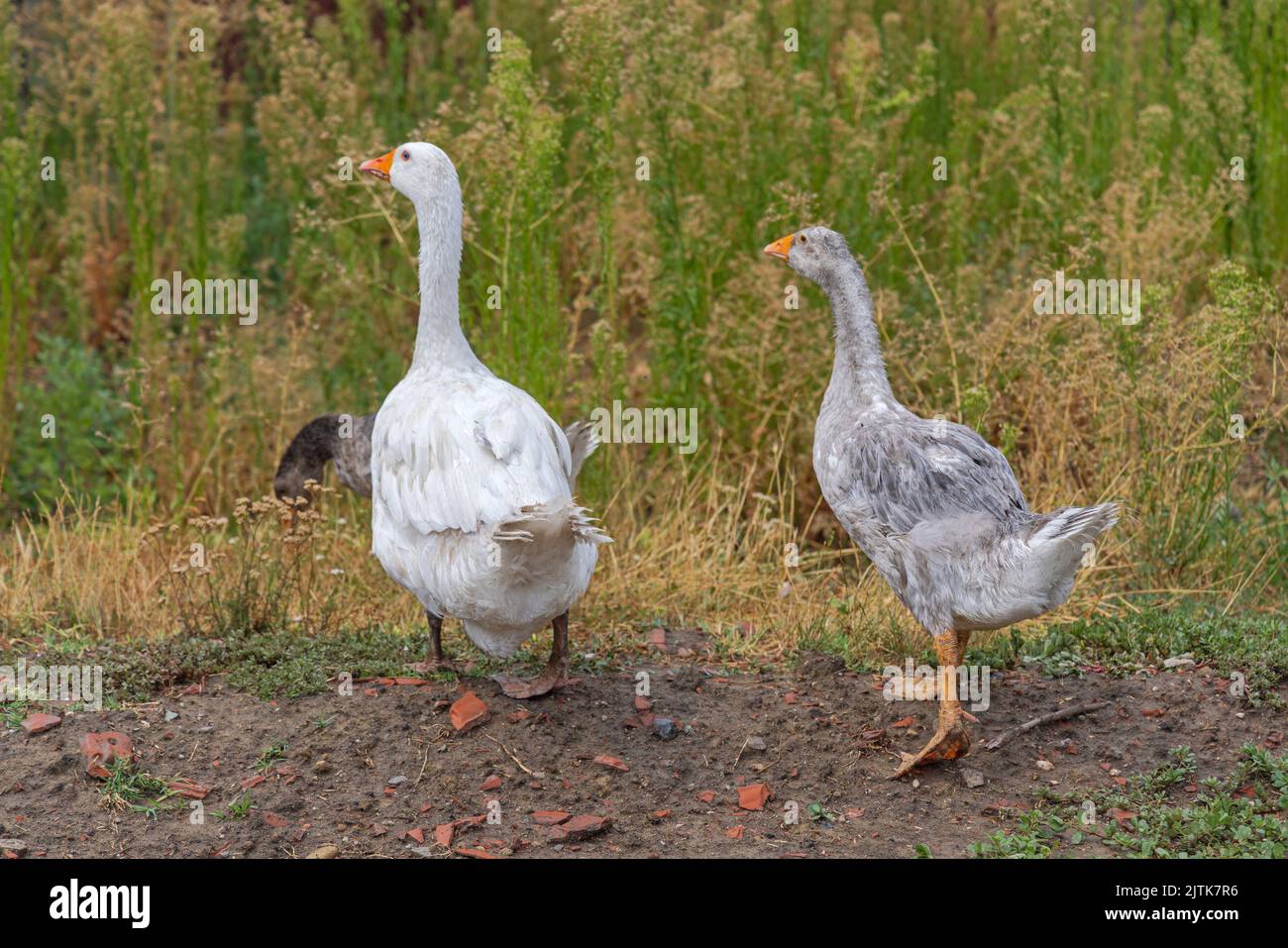 Two farm geese walking hi-res stock photography and images - Alamy