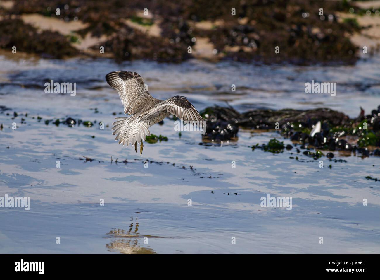Sandpiper in flight in a northern portuguese beach Stock Photo - Alamy