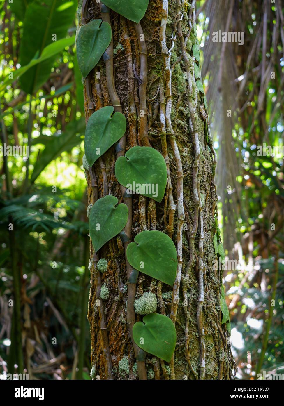 The tropical vine plants growing on a tree trunk Stock Photo - Alamy