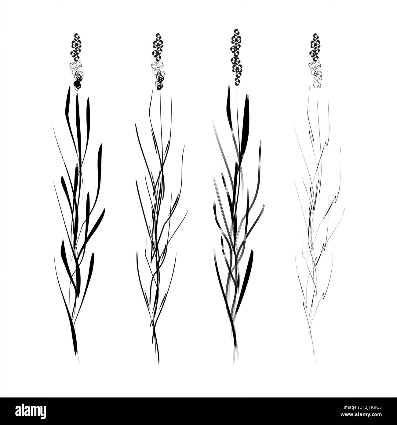 Free Hand Illustration Of Grass Drawing As A Design Element Stock Vector Image And Art Alamy