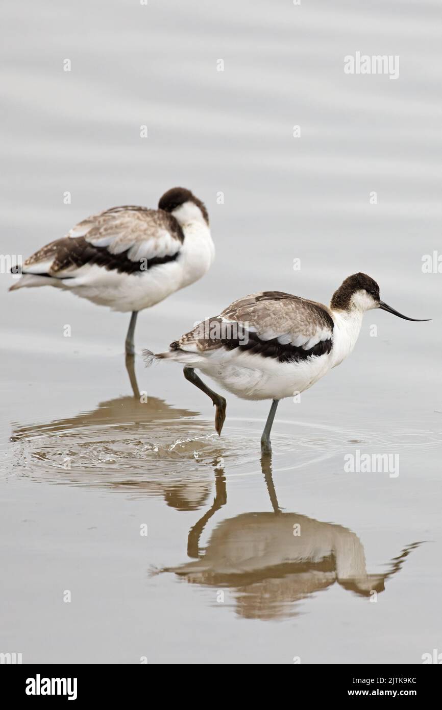 Juvenile avocet hi-res stock photography and images - Alamy