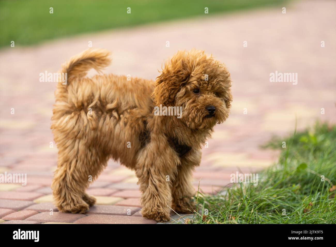 Maltipoo puppy. Adorable Maltese and Poodle mix Puppy Stock Photo - Alamy