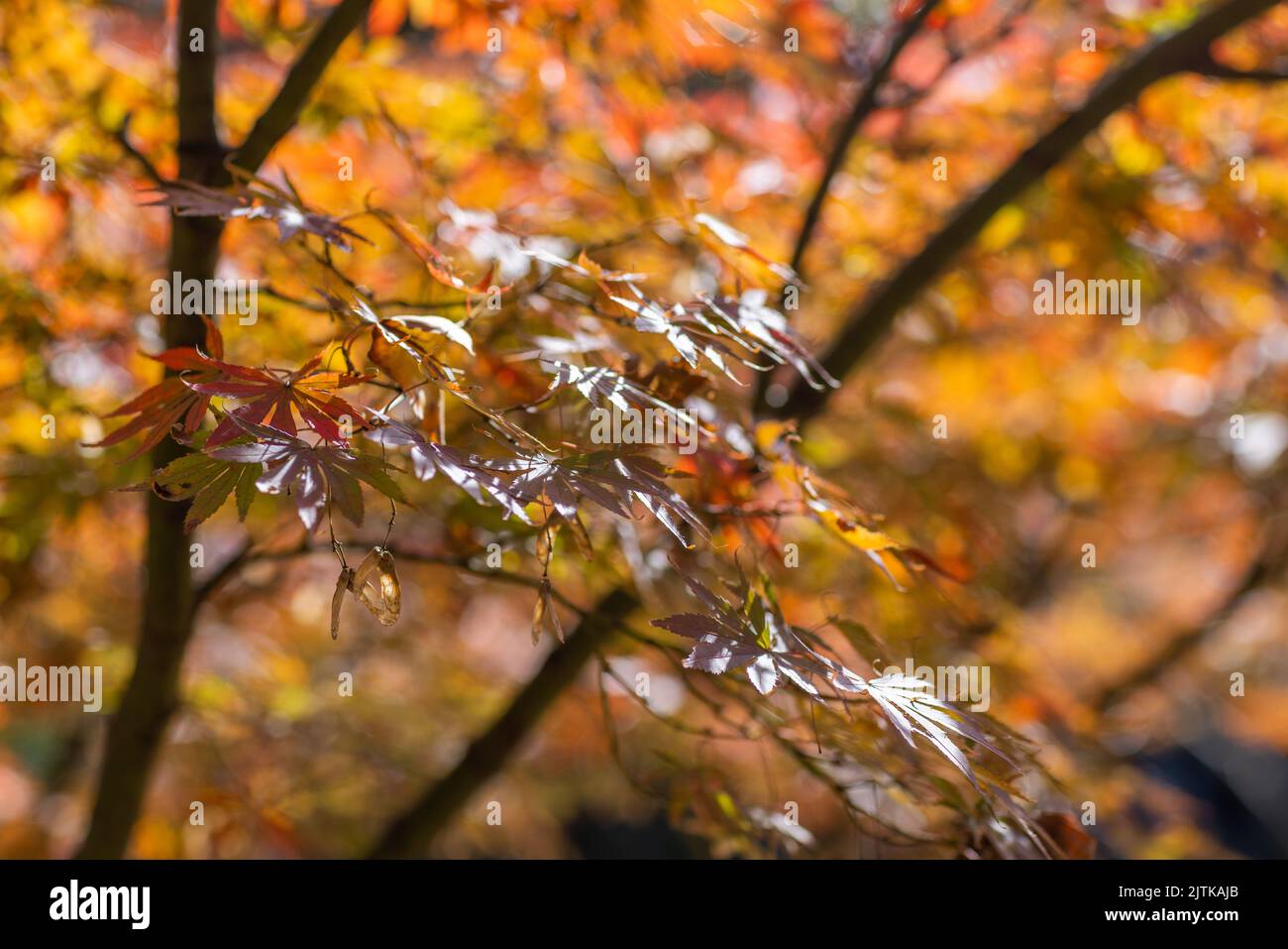 Beautiful autumnal background with maple tree leaves red yellow orange colors at sunny day in ...