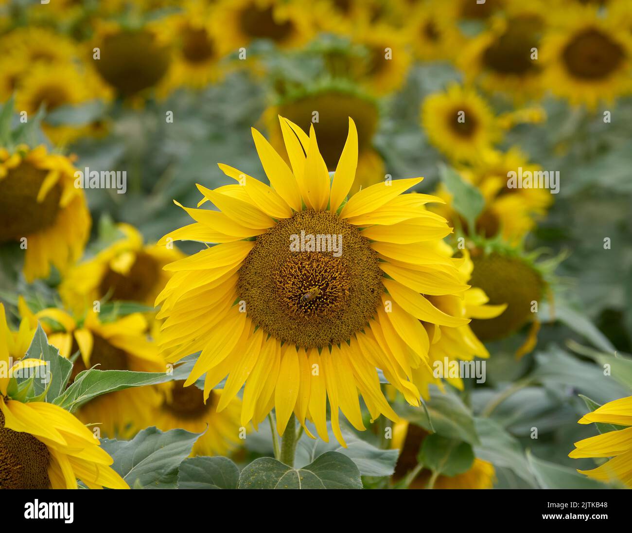 Sunflower field in summer surrey UK Stock Photo - Alamy