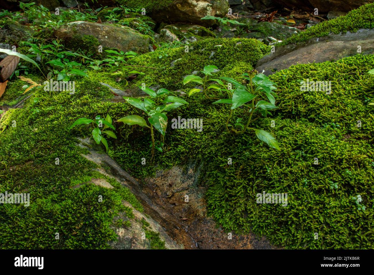 Green moss on the rock Stock Photo - Alamy