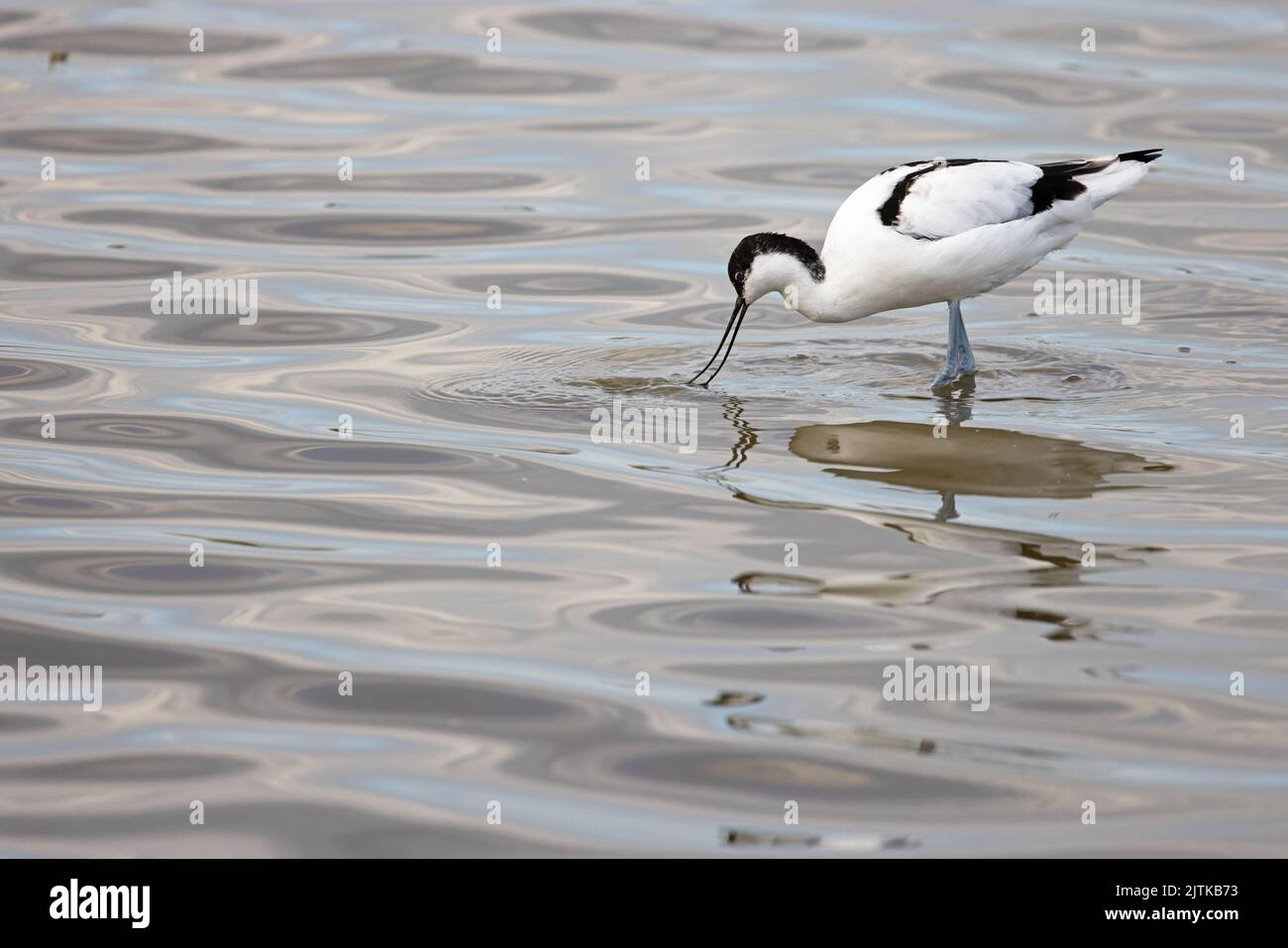 Avocet (Recurvirostra avosetta) Titchwell Norfolk GB UK August 2022 ...