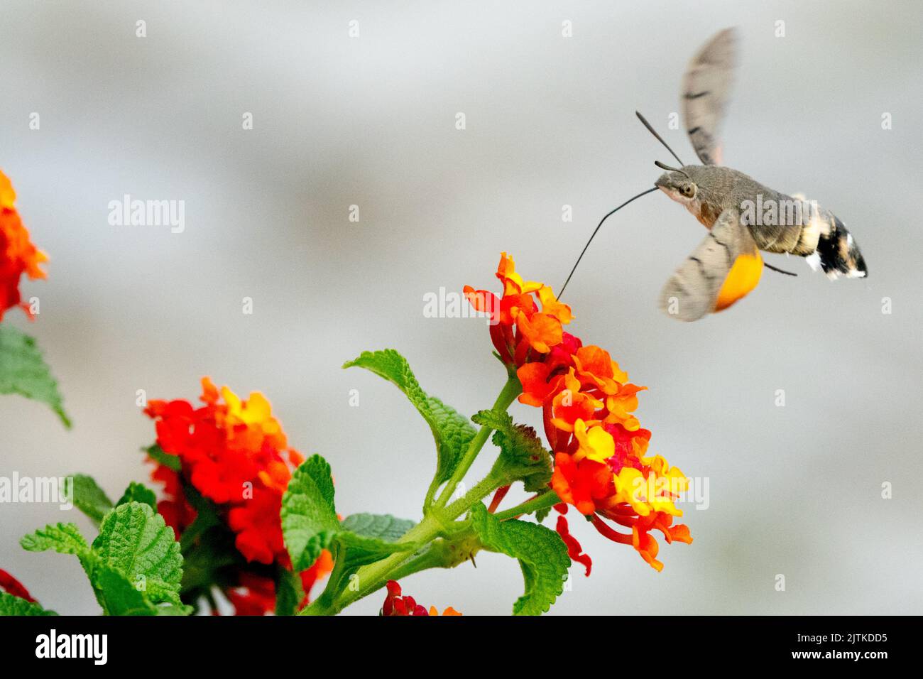 Hummingbird hawk-moth, Macroglossum stellatarum, Lantana Moth Lantana ...