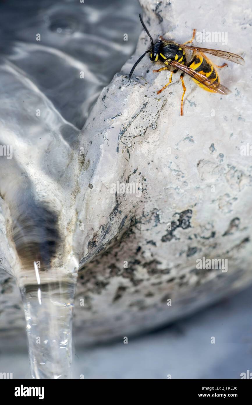 Lone wasp hi-res stock photography and images - Alamy