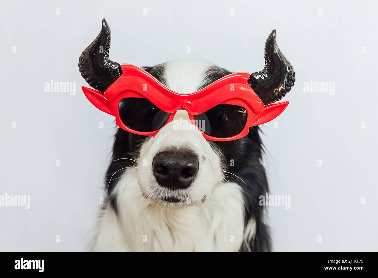 Trick or Treat concept. Funny puppy dog border collie dressed in ...