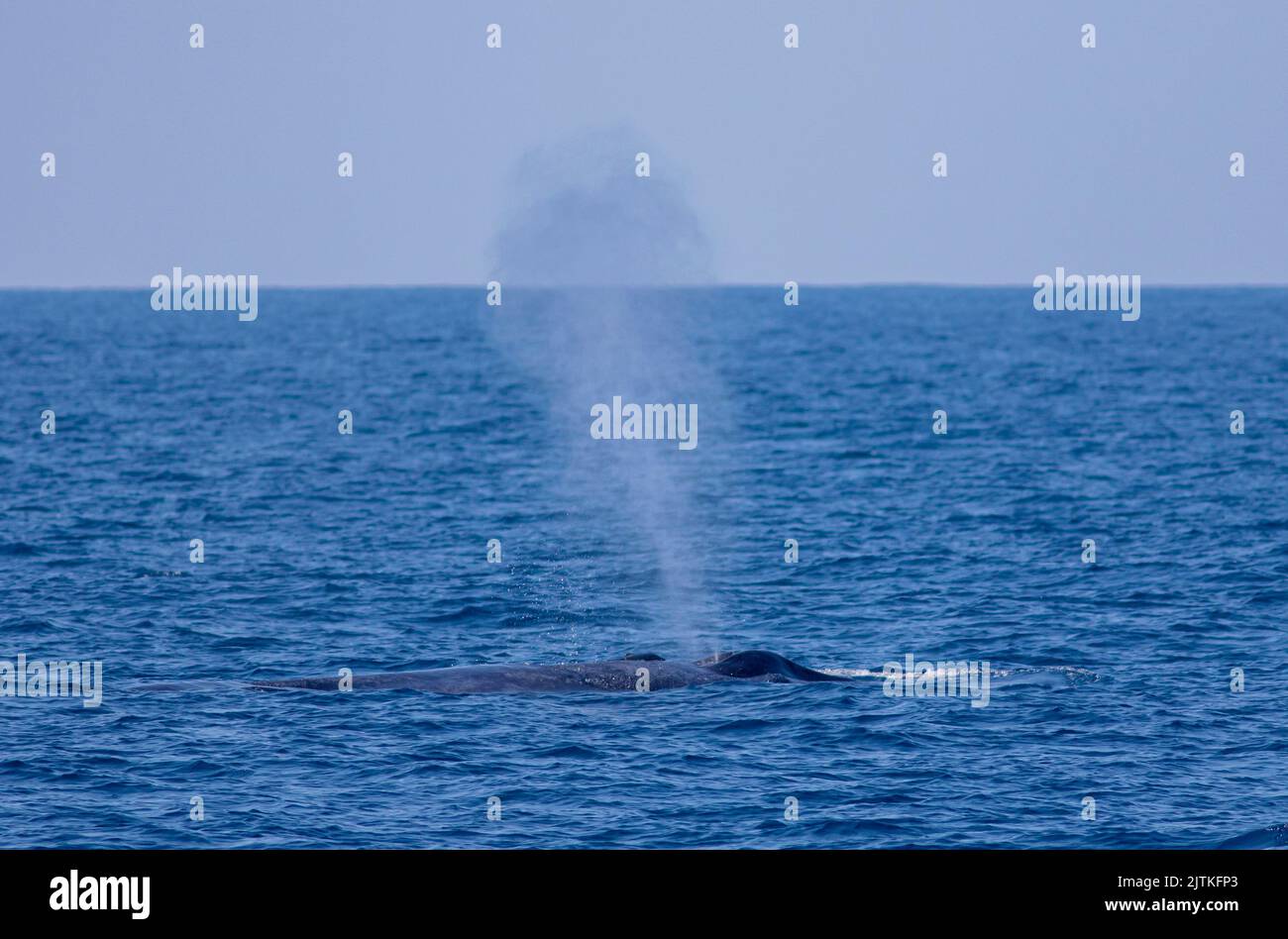 Whale spraying water hi-res stock photography and images - Alamy