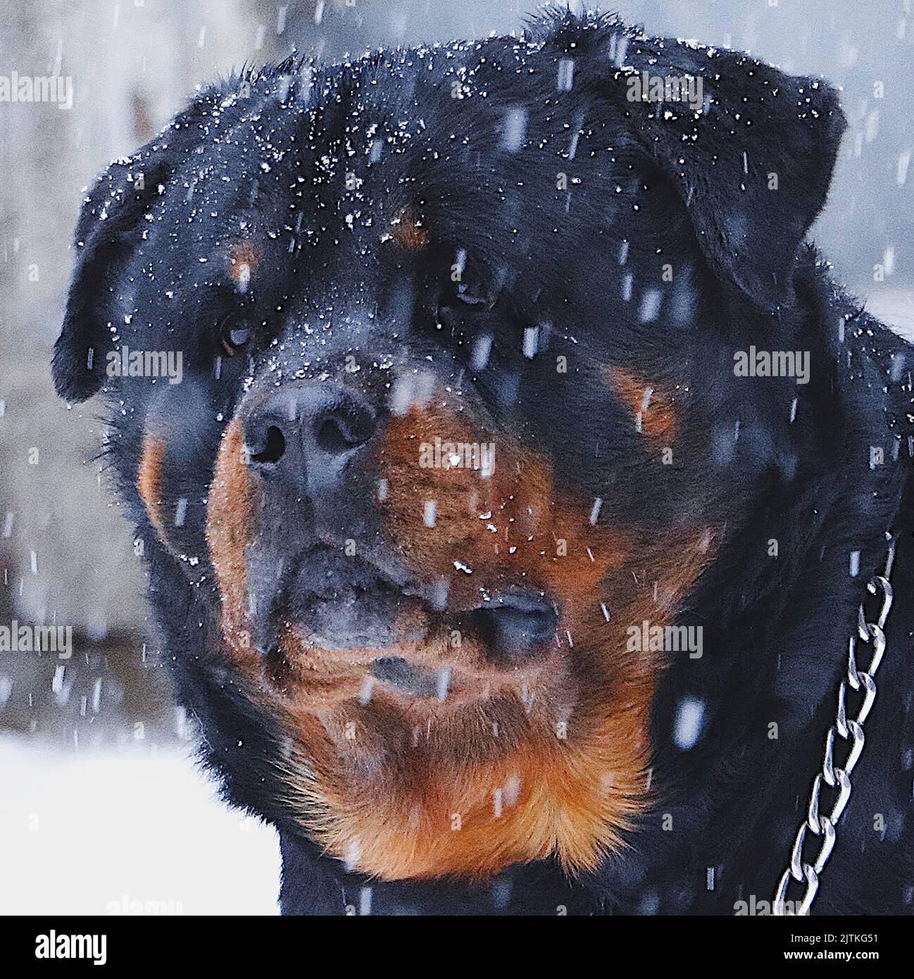 Cute dog rottweiler paws up hi-res stock photography and images - Alamy