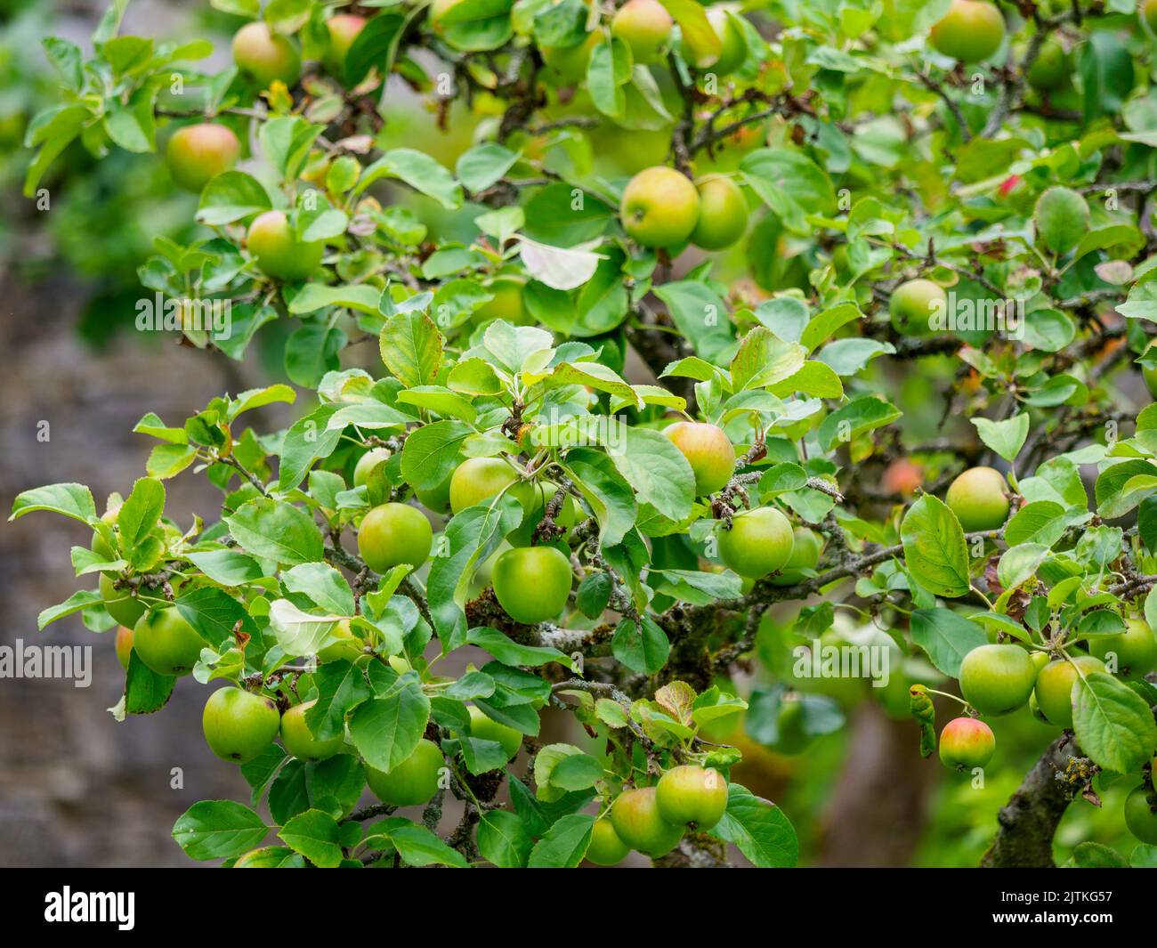 apple fruit tree covered in ripe fruits Stock Photo - Alamy