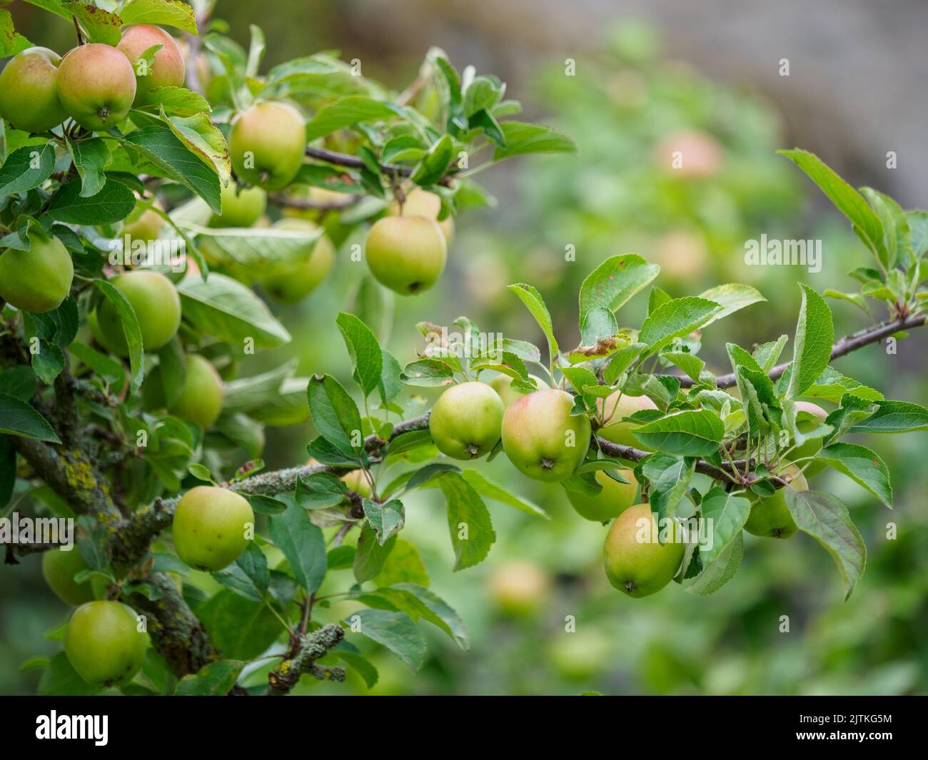 Apple epicure tree hi-res stock photography and images - Alamy