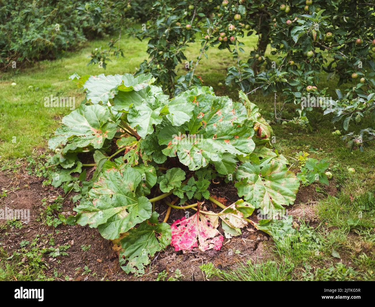 rhubarb plant growing in an apple orchard in the English countryside ...