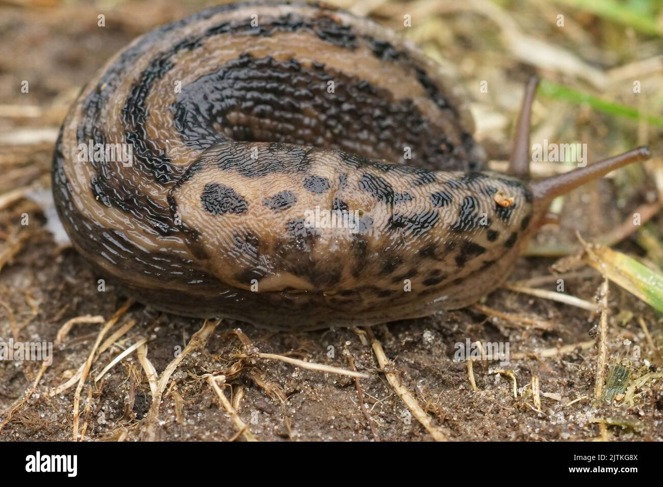 A closeup of a grey leopard slug curled up on the ground in a garden ...