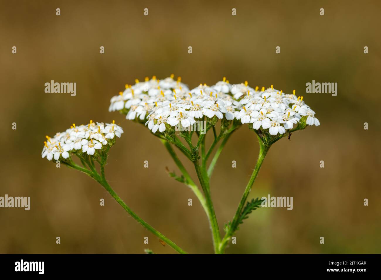 Yarrow achillea garden flower hi-res stock photography and images - Alamy