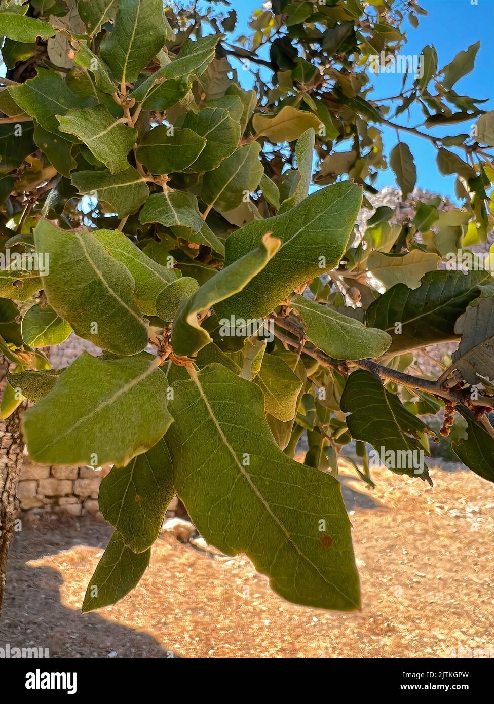 Holly holm hi-res stock photography and images - Alamy