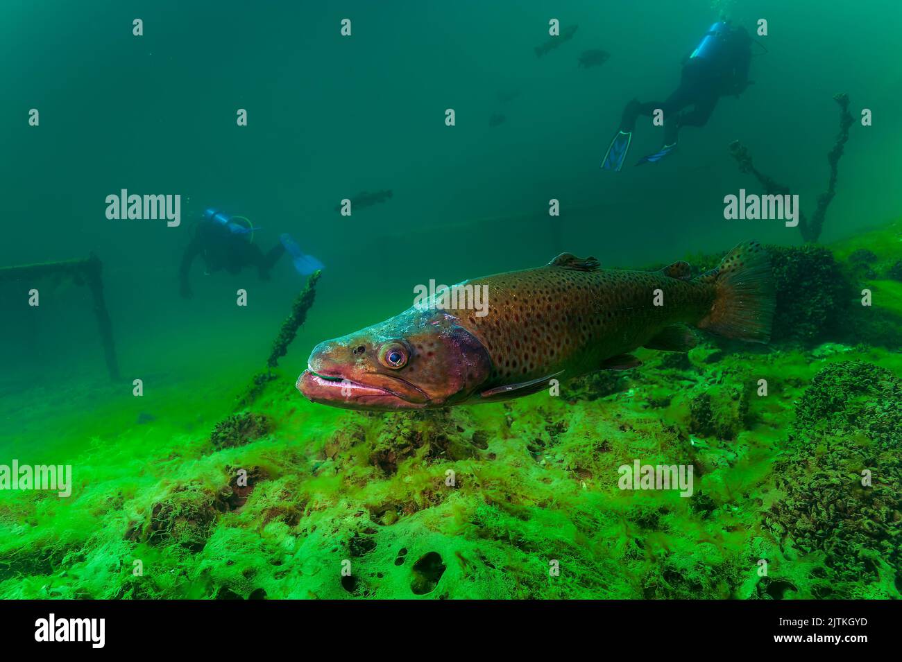 A large unhealthy black Rainbow Trout swimming in cloudy freshwater ...