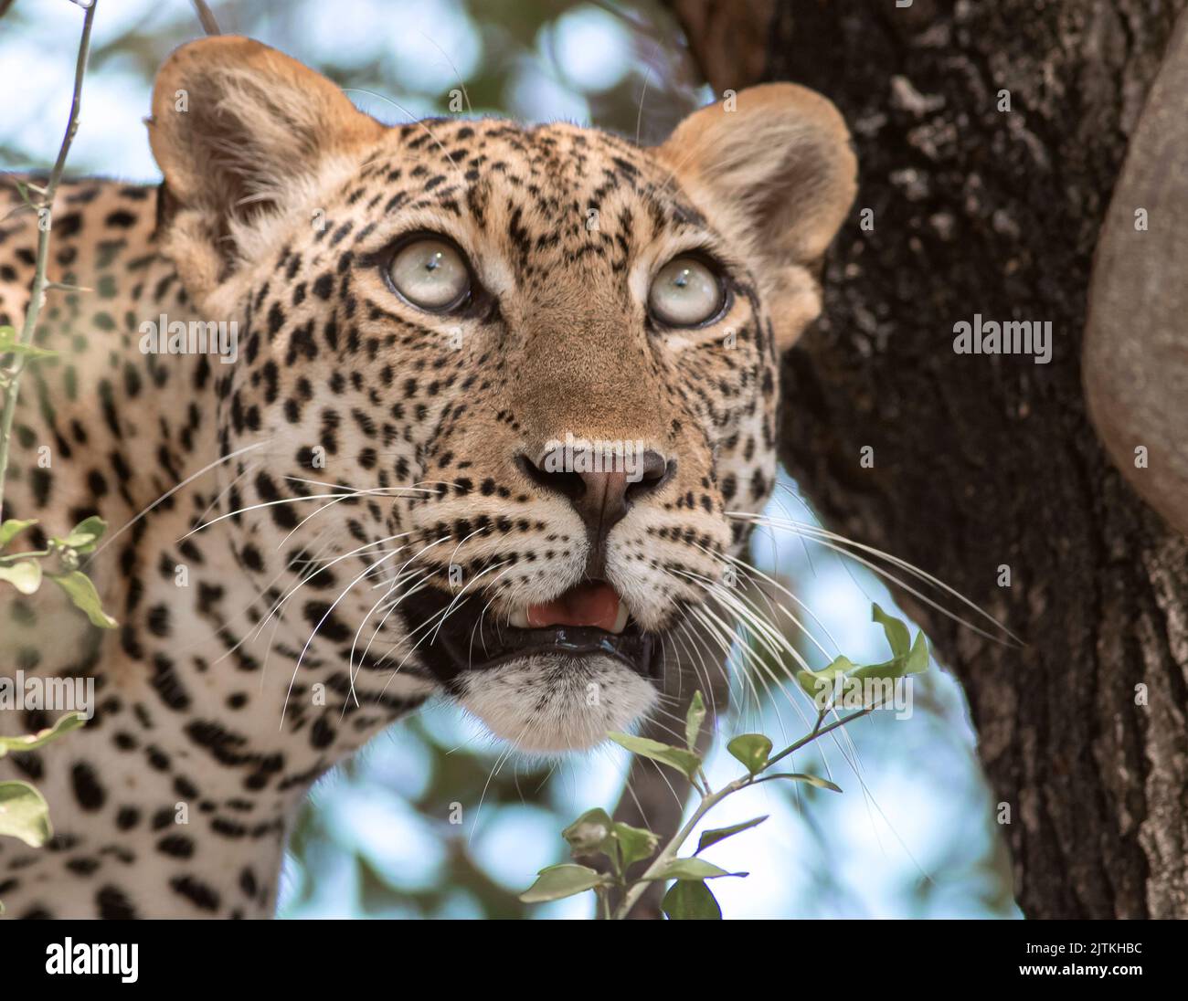 leopard in the tree; Leopard on a tree; leopard resting; leopard ...