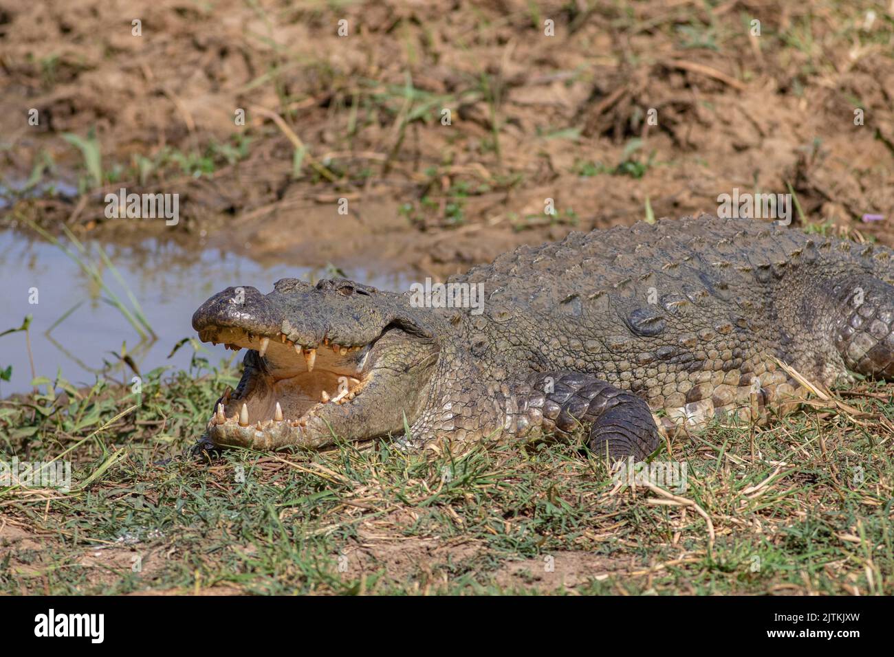 Crocodile on a rock; Crocodile resting on a rock; crocodile on the ...