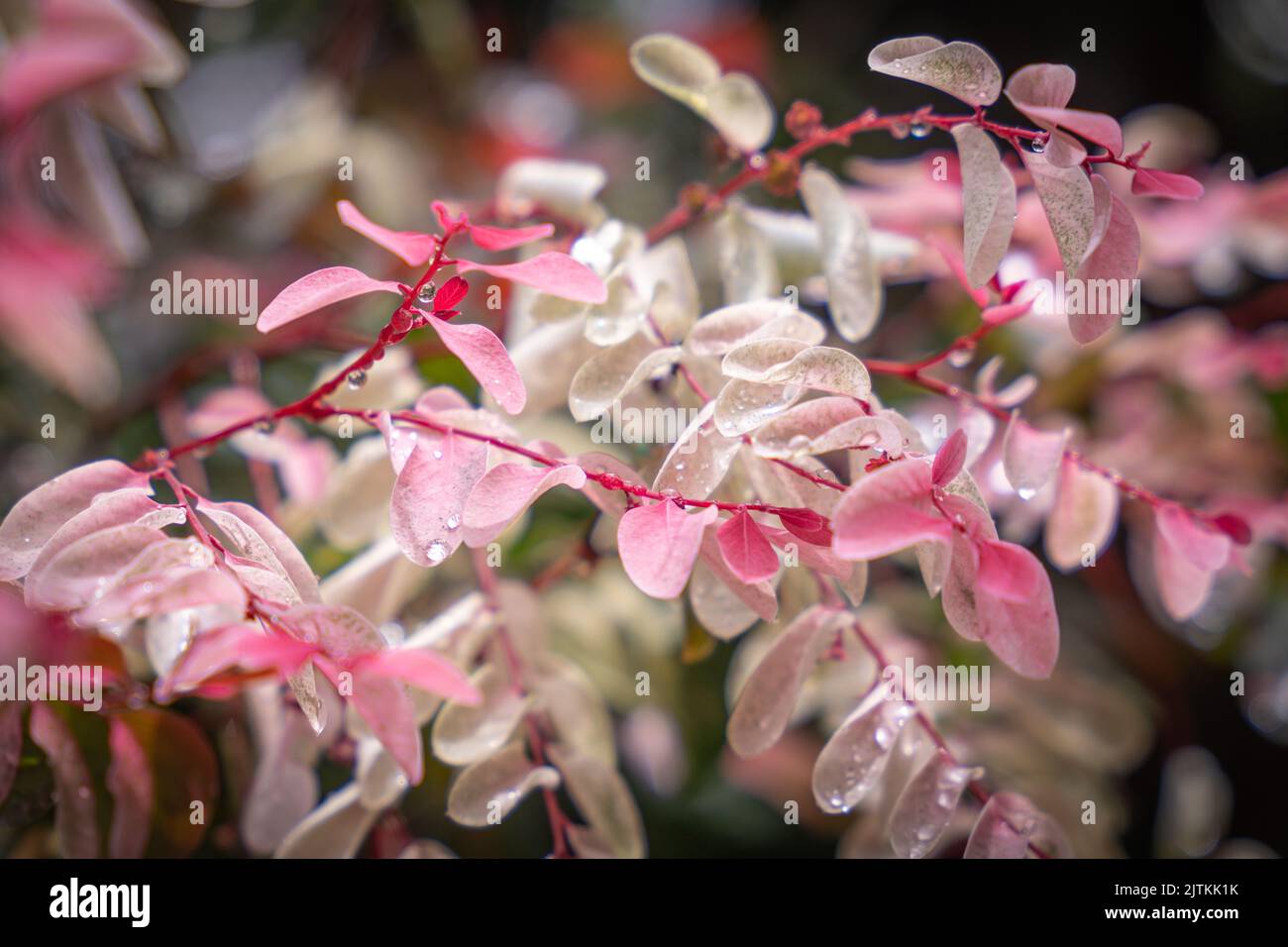 Snowbush hi-res stock photography and images - Alamy
