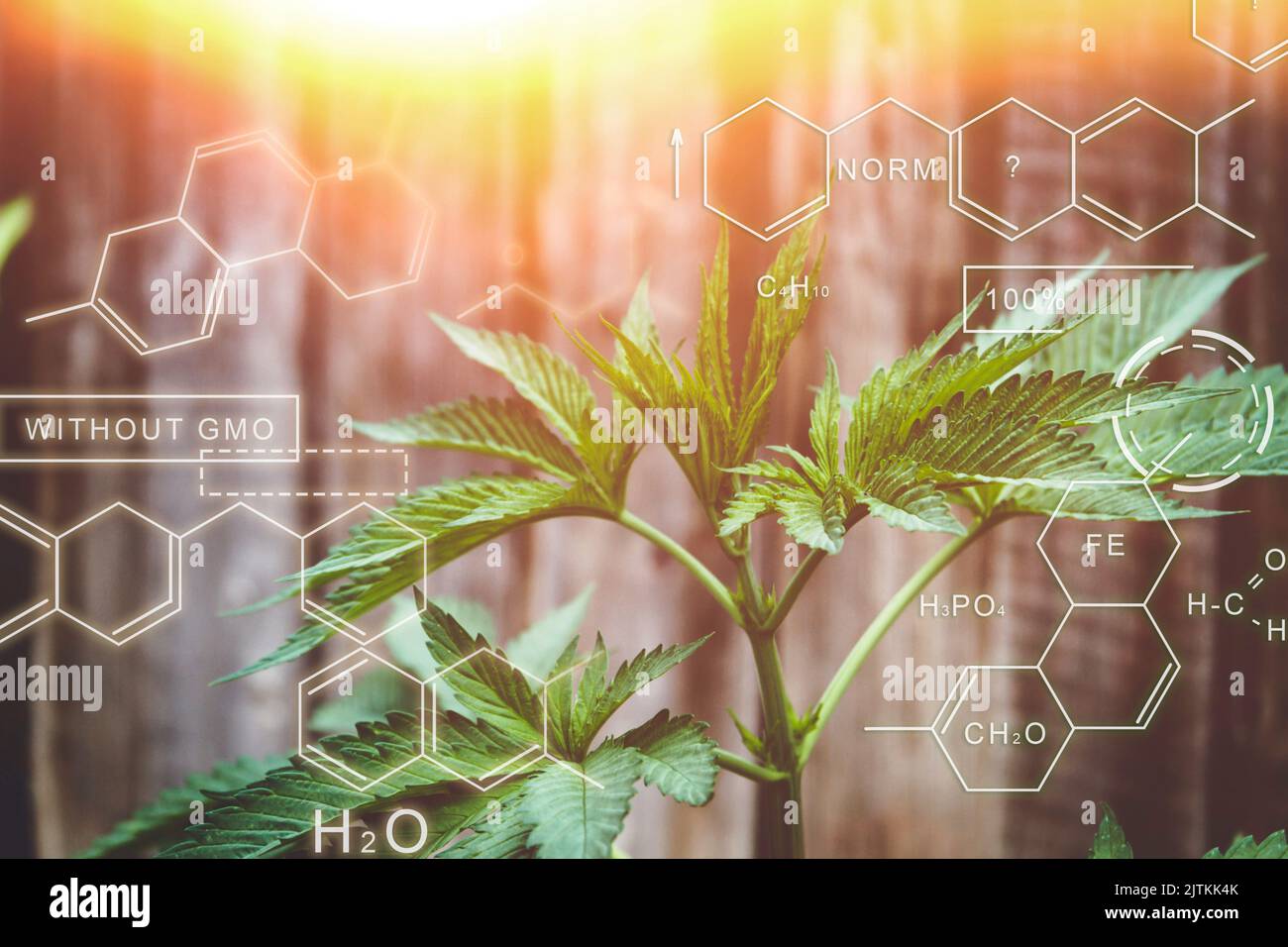 Breeding of new varieties of cannabis. Chemical formulas in plant ...