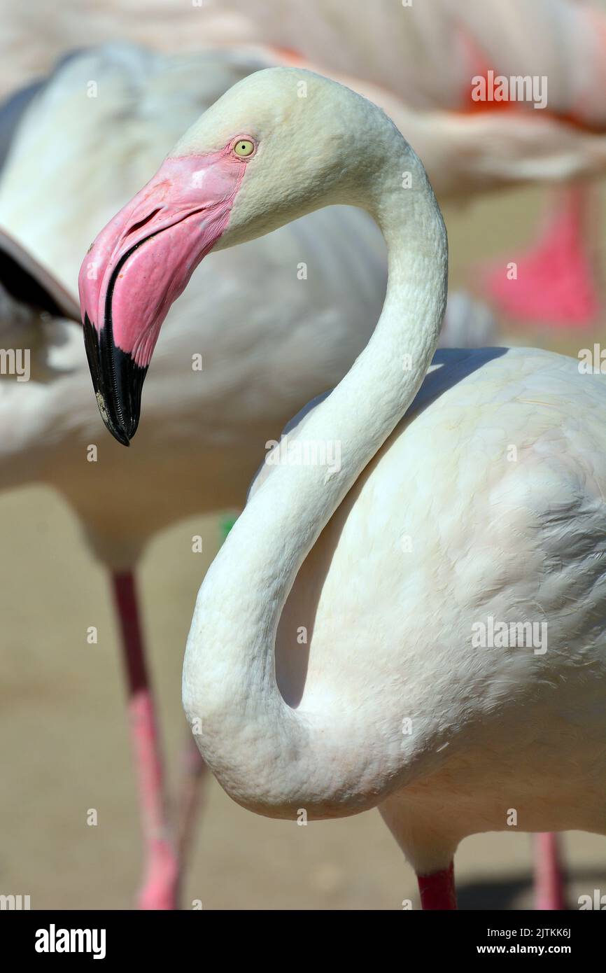 Greater flamingo, Rosaflamingo, Flamant rose, Phoenicopterus roseus ...