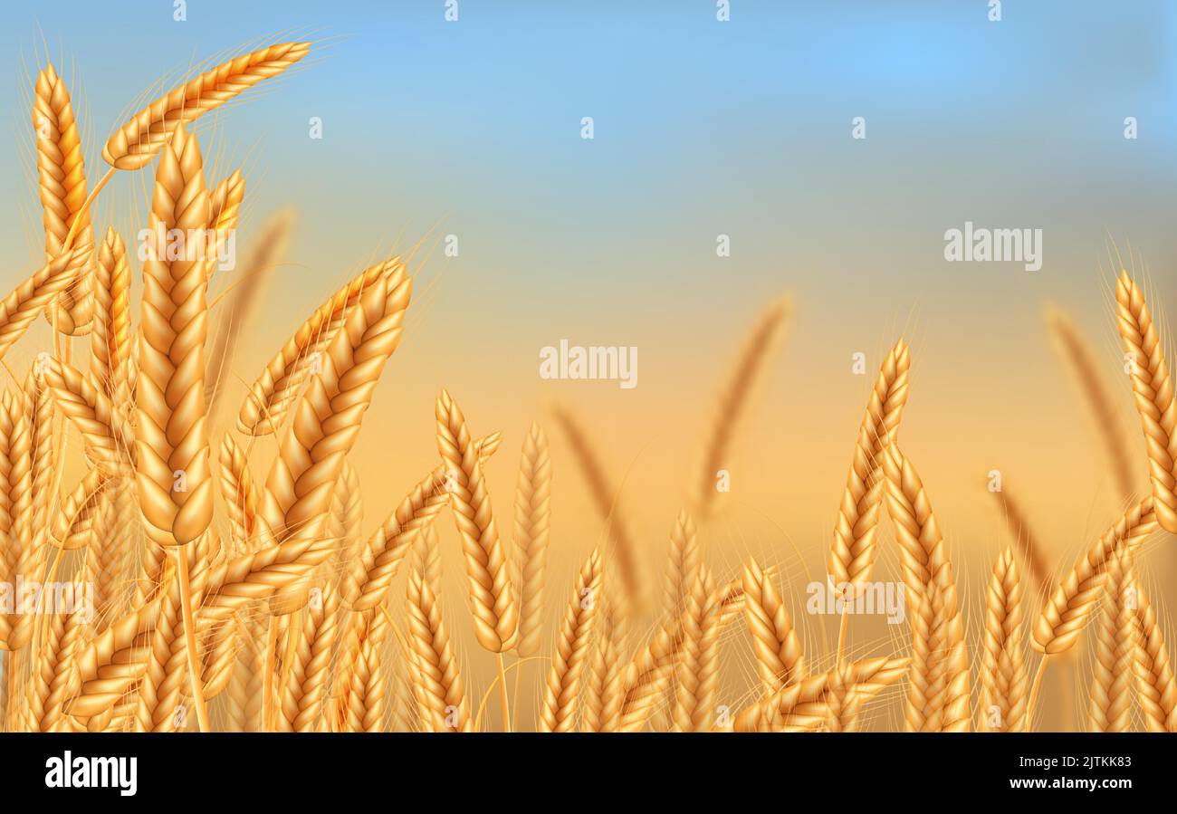 Wheat field in sunlight.Background of spikelets of wheat with grains ...