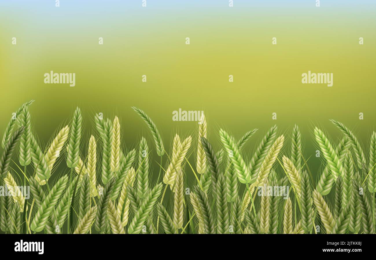 Wheat field in sunlight.Background of spikelets of wheat with grains ...