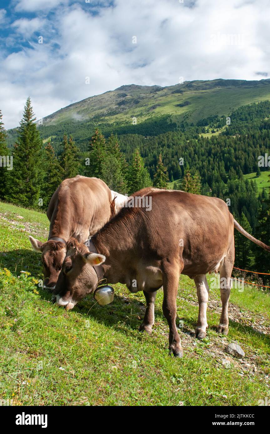 Cattle pass hi-res stock photography and images - Alamy