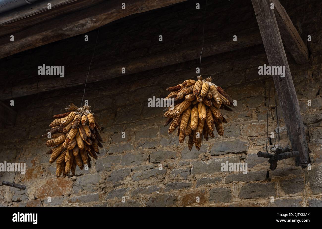 Two bunches of dry corn cobs hanging under wooden roof of old rural ...