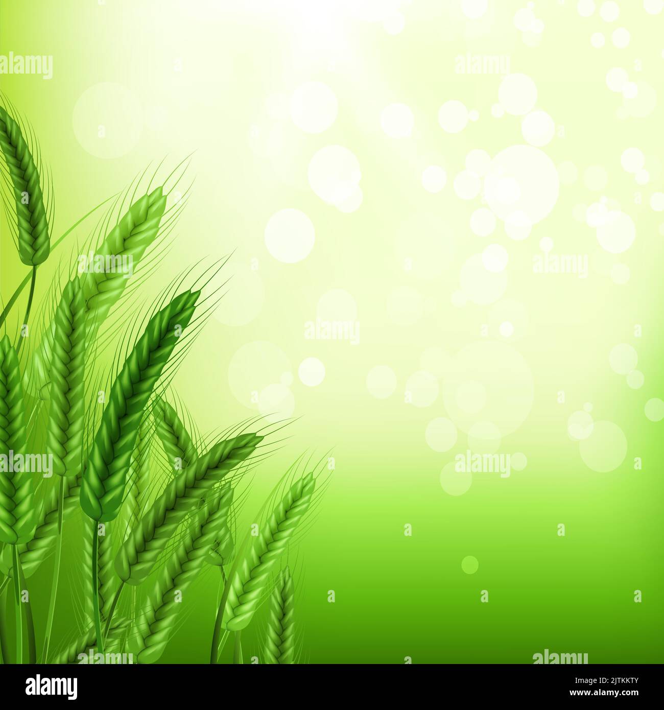 Wheat field in sunlight.Background of spikelets of wheat with grains ...
