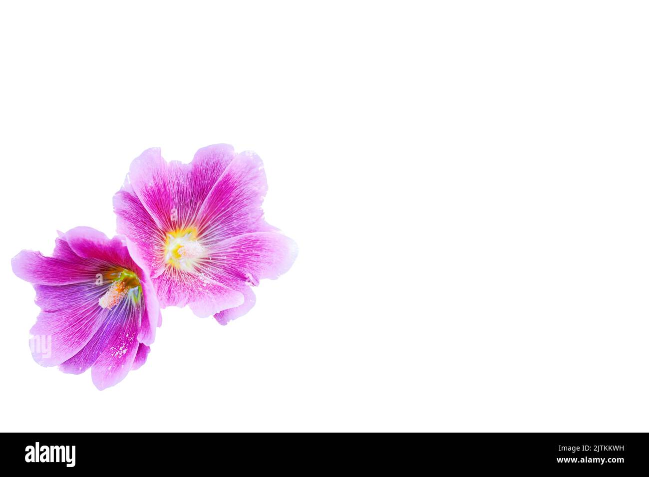 Two heads of pink magenta flowers Alcea rosea isolated on white Stock ...