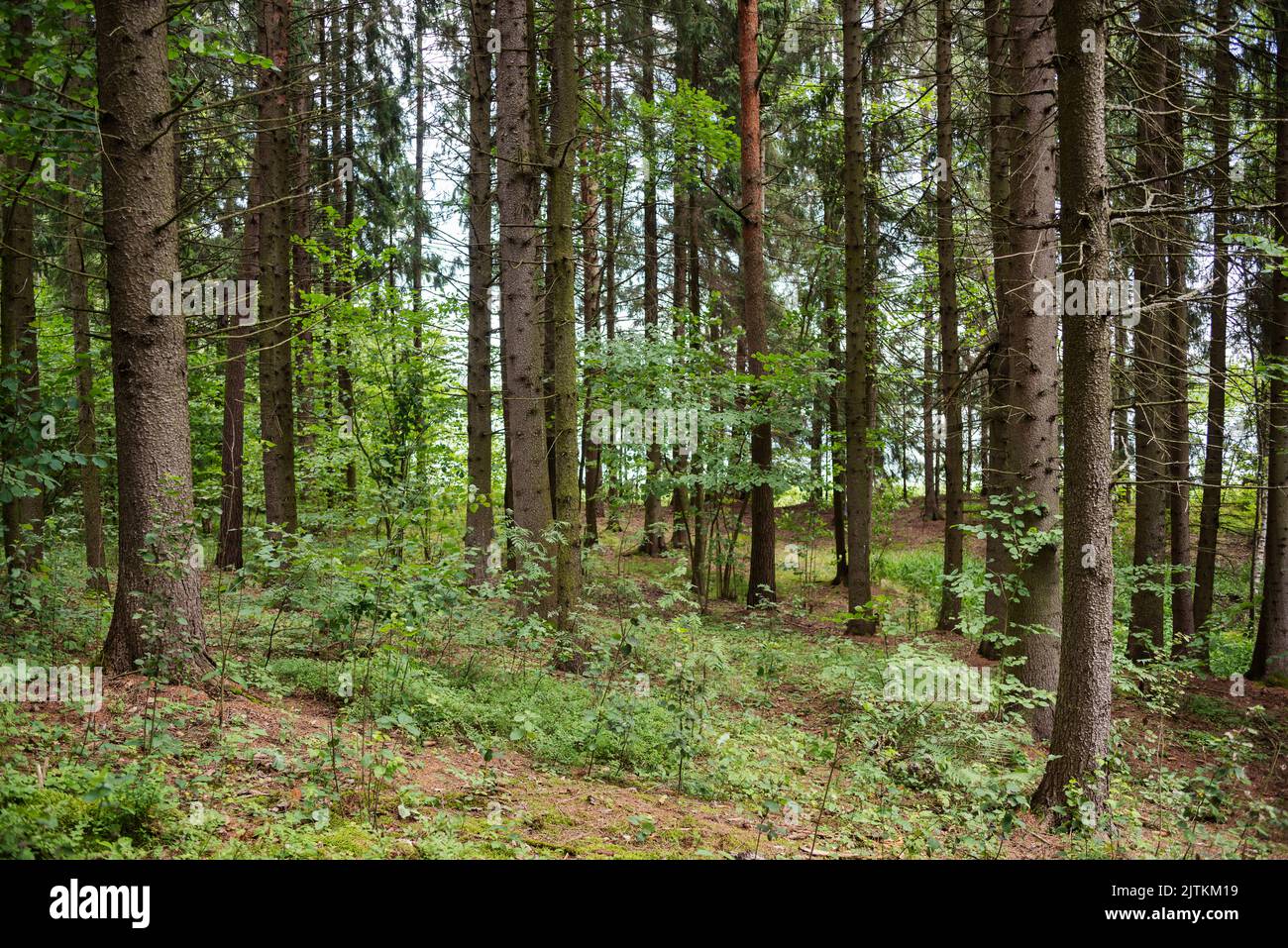 Dense dark spruce forest with grass and bushes in Belarus, Europe Stock ...