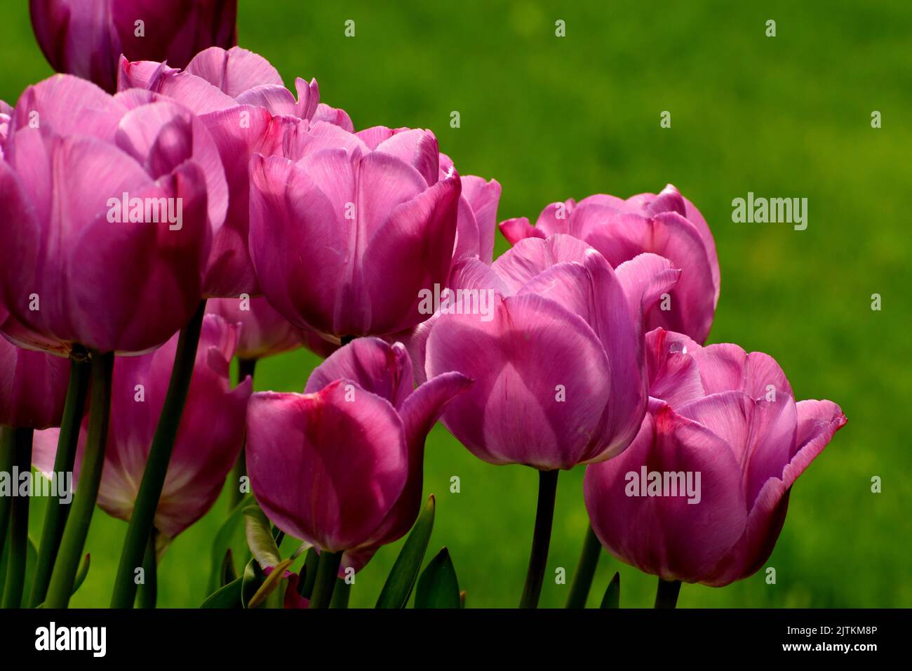 A shallow focus shot of purple Garden tulip blossom flower with blur ...