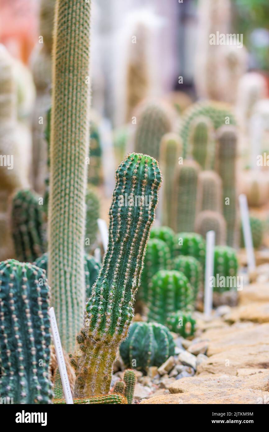 Botany garden hi-res stock photography and images - Alamy