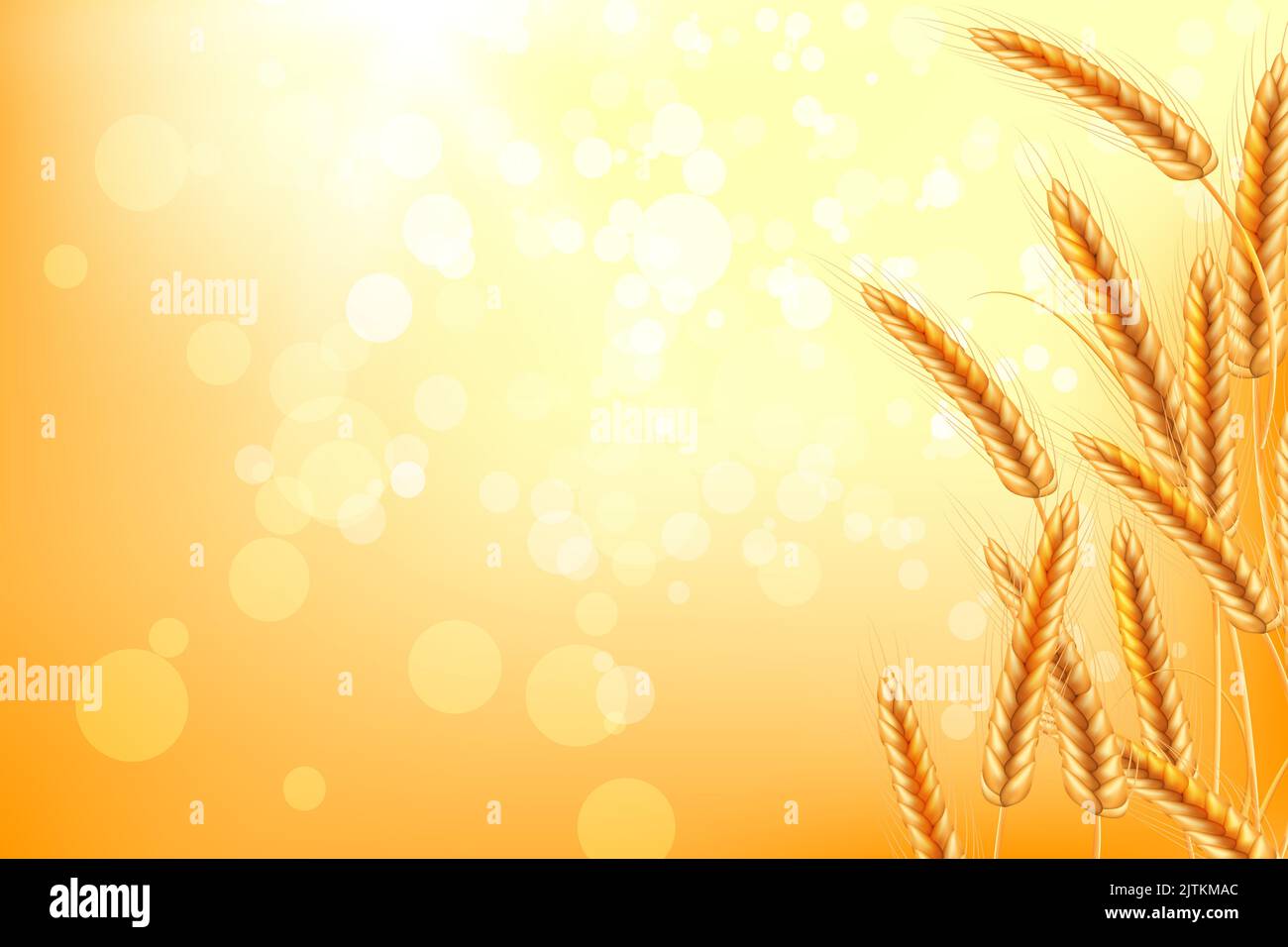 Wheat field in sunlight.Background of spikelets of wheat with grains ...