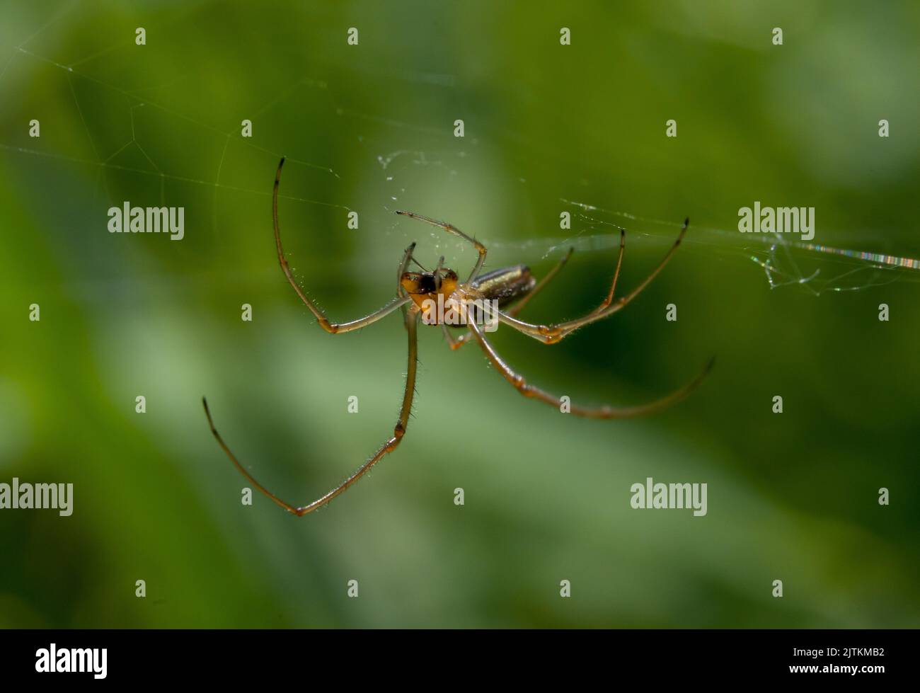 A closeup of a Cellar spider making a web in wilderness on a blurry ...