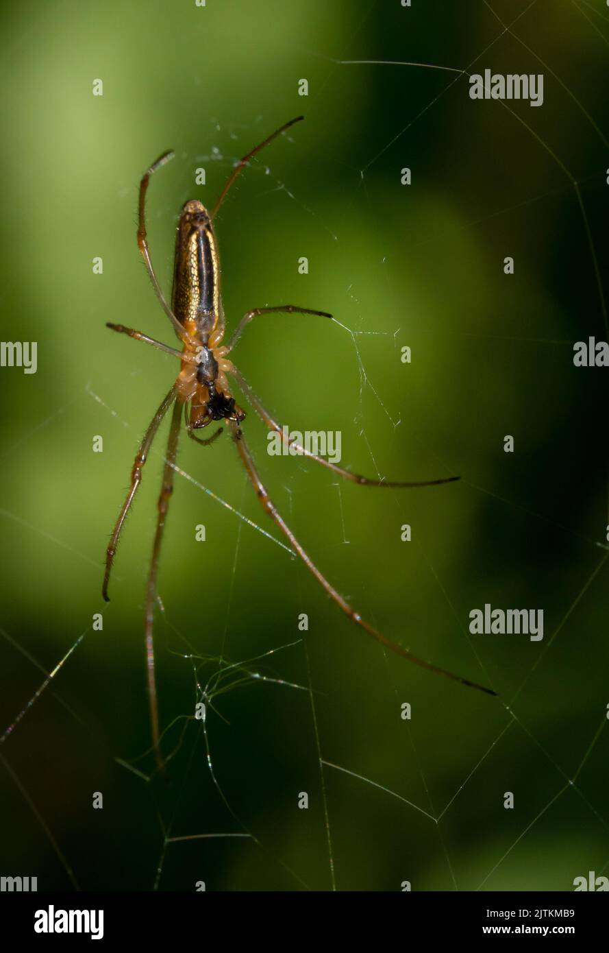 A closeup of a Cellar spider making a web in wilderness on a blurry ...
